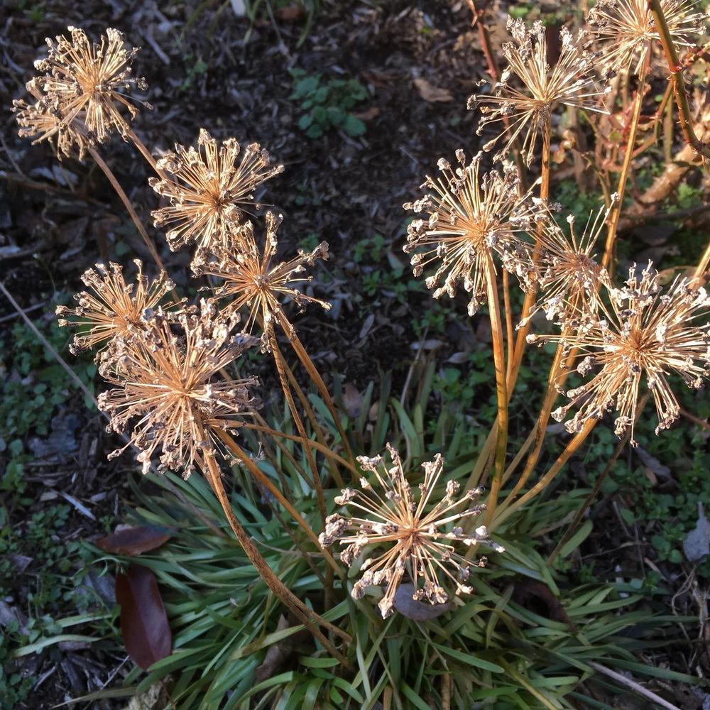 Photo of the seed pods or heads of Ornamental Onion (Allium 'Millenium ...