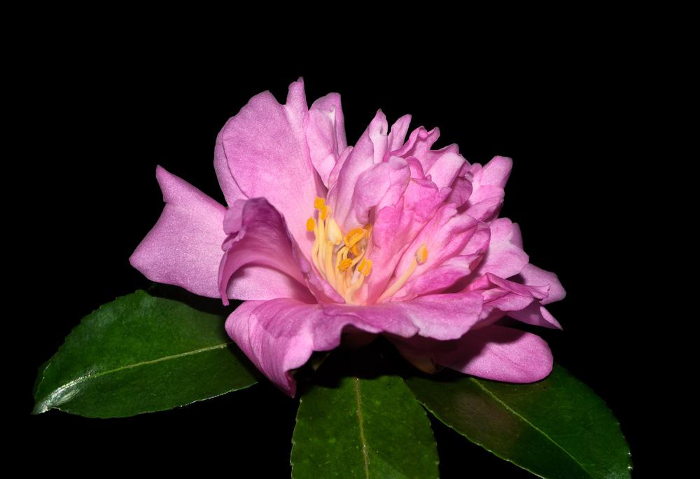 Camellia (Camellia sasanqua 'Pink Snow') in the Camellias Database ...
