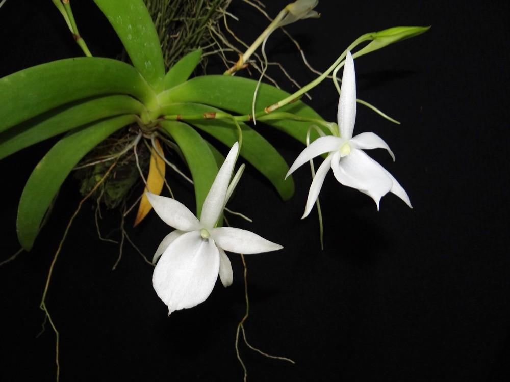 Orchid (Angraecum leonis) - Garden.org
