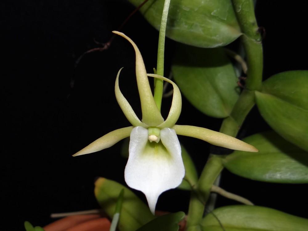Orchid (Angraecum eichlerianum) - Garden.org