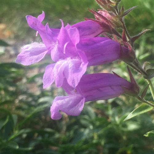 Shrubby Penstemon (Penstemon fruticosus 'Purple Haze') in the ...