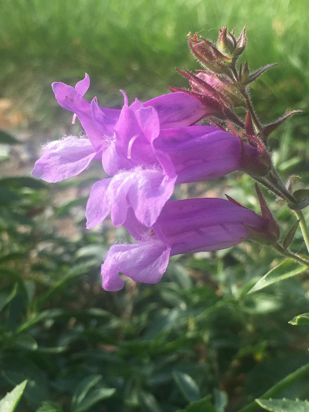 Penstemons: Plant Care and Collection of Varieties - Garden.org