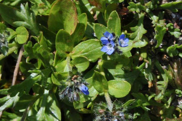 Alpine Speedwell (Veronica alpina) in the Veronicas Database - Garden.org