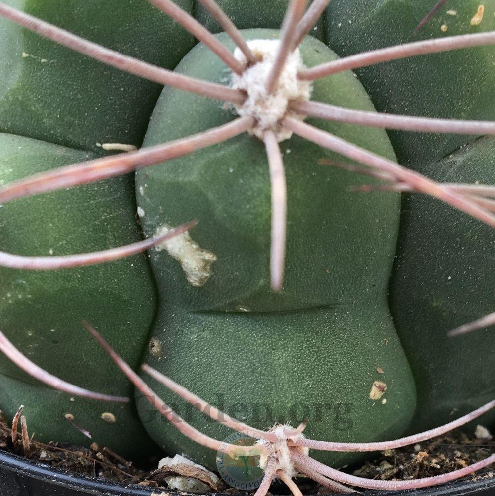 Photo of the stem, scape, stalk or bark of Giant Chin Cactus ...