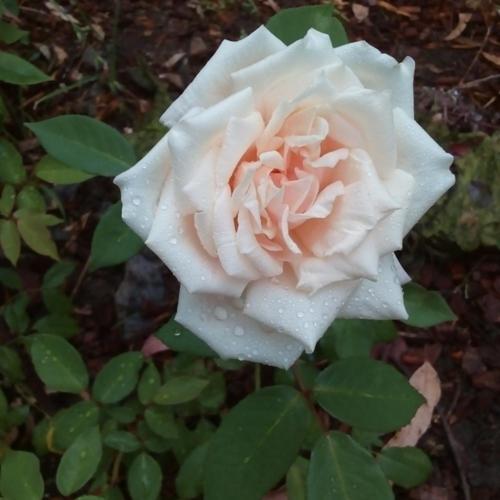 Rose (Rosa 'Rubens') in the Roses Database - Garden.org