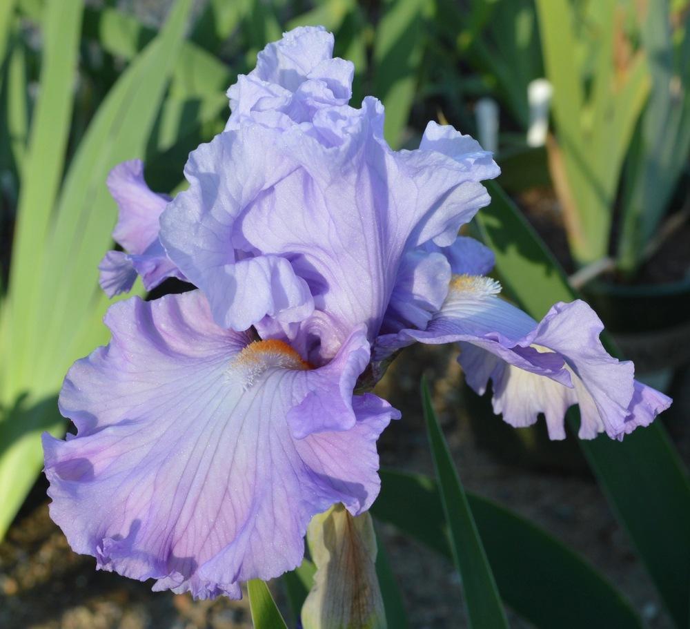 Tall Bearded Iris (Iris 'French Lilacs') in the Irises Database ...