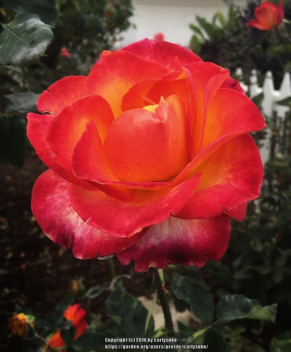Photo of the bloom of Rose (Rosa 'Perfect Moment') posted by carlysuko ...