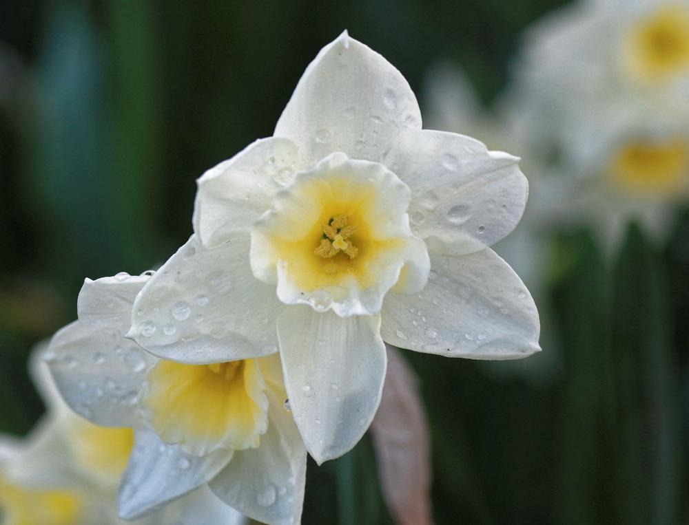 Daffodil (Narcissus 'Sweet Love') in the Daffodils Database - Garden.org