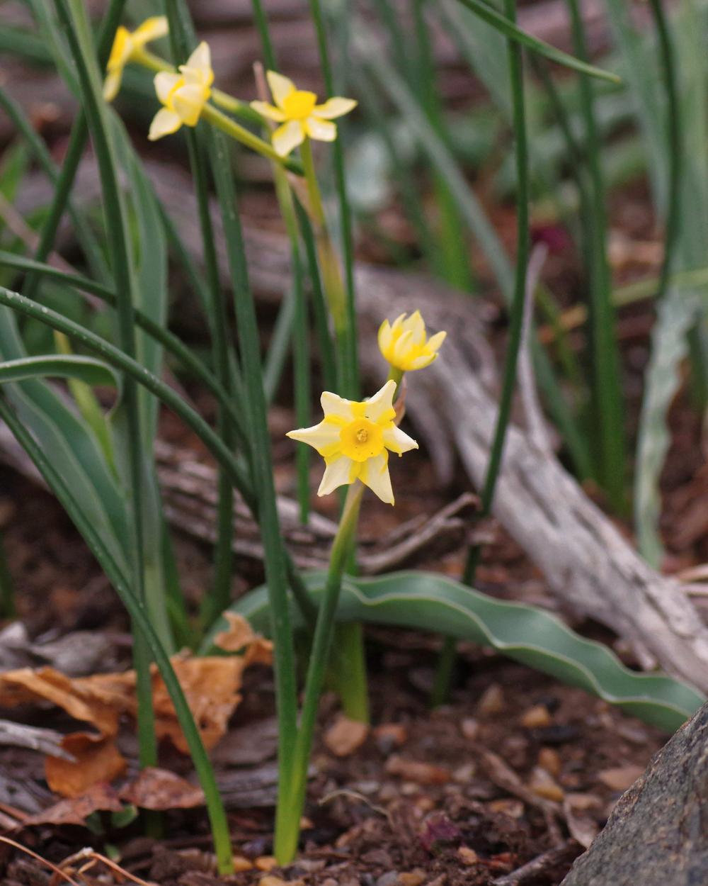 Photo of the entire plant of Jonquilla Daffodil (Narcissus 'New Baby ...