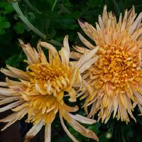 Football Mum (Chrysanthemum 'Quarterback') - Garden.org