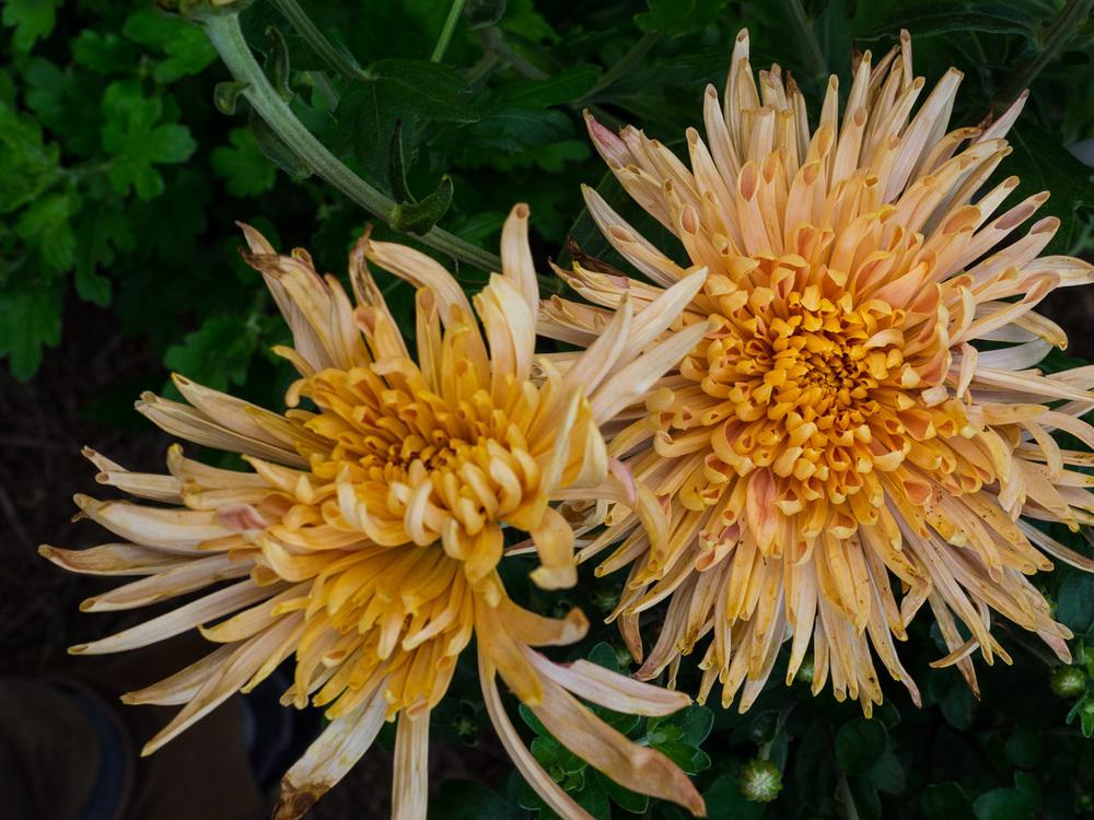 Football Mum (Chrysanthemum 'Quarterback') - Garden.org