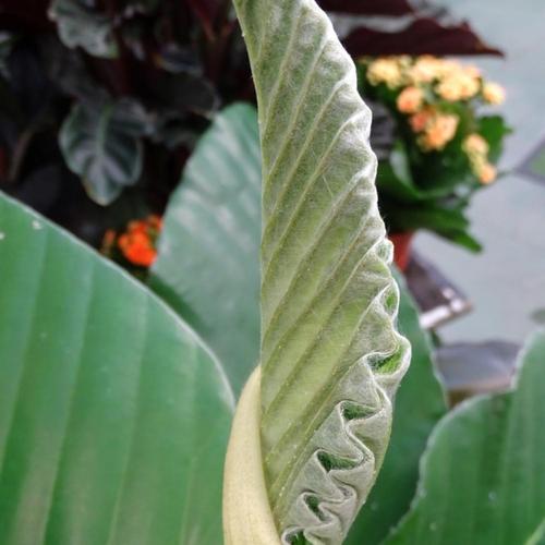 Ficus bussei - Garden.org