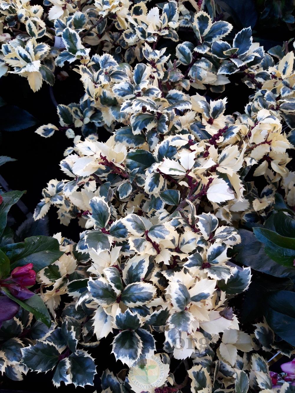 Ilex: Plant Care and Collection of Varieties - Garden.org