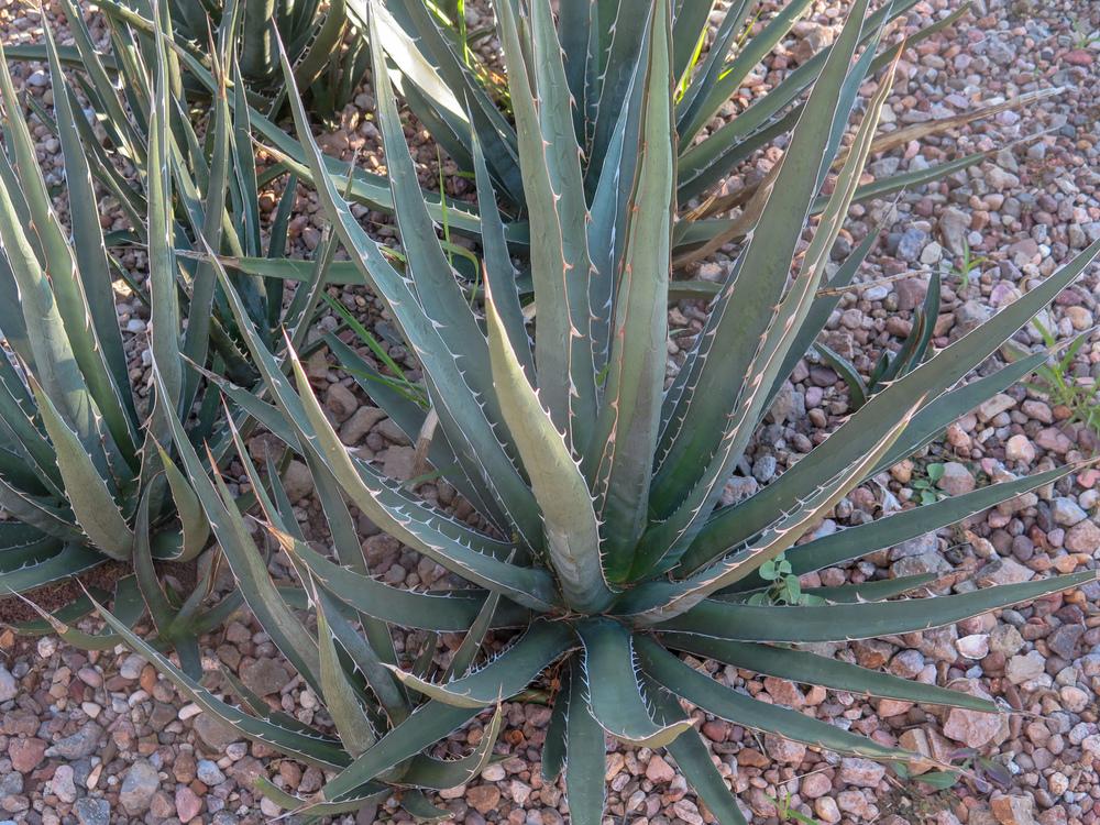 Dark-Flowered Agave (Agave obscura) in the Agaves Database - Garden.org