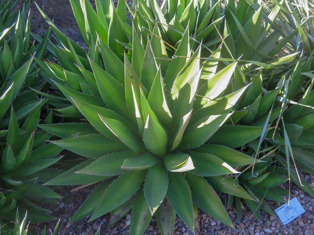 Agave (Agave kerchovei) in the Agaves Database - Garden.org