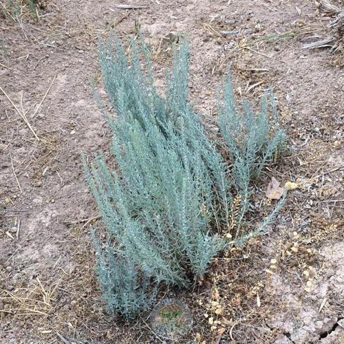 Green Molly (Neokochia americana) - Garden.org