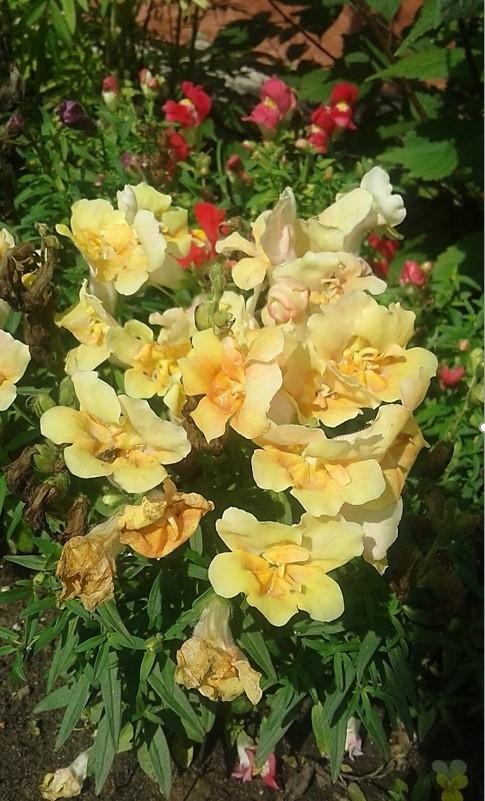 Hardy Snapdragon in the All Things Gardening forum - Garden.org