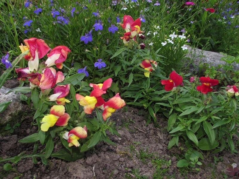 Hardy Snapdragon in the All Things Gardening forum - Garden.org