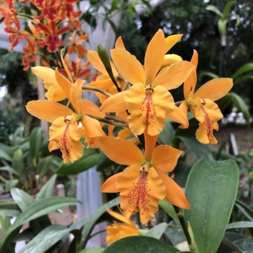 Orchid (Epicatanthe Don Herman 'Spots') - Garden.org