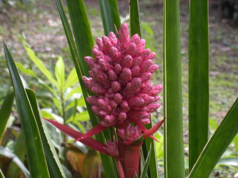 Photo of the bloom of Bromeliad (XAnamea 'Raspberry Ice') posted by ...
