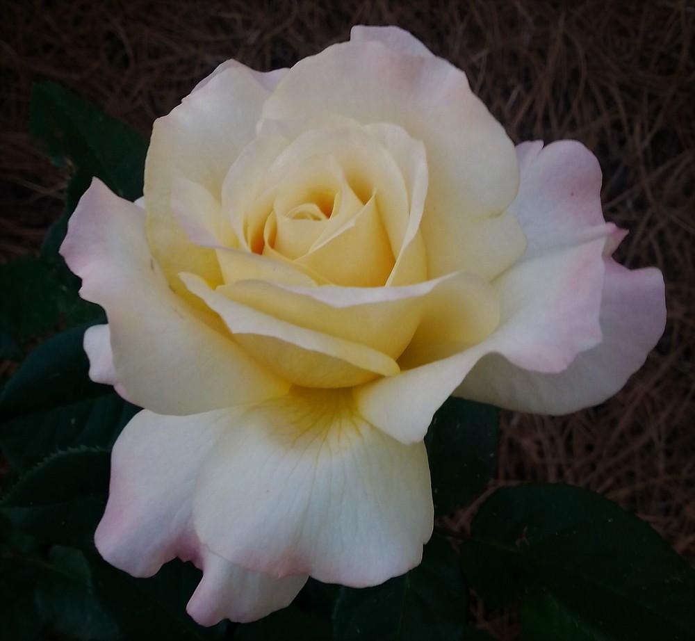 Photo of the bloom of Rose (Rosa 'Sunny Sky') posted by KenNEGA ...