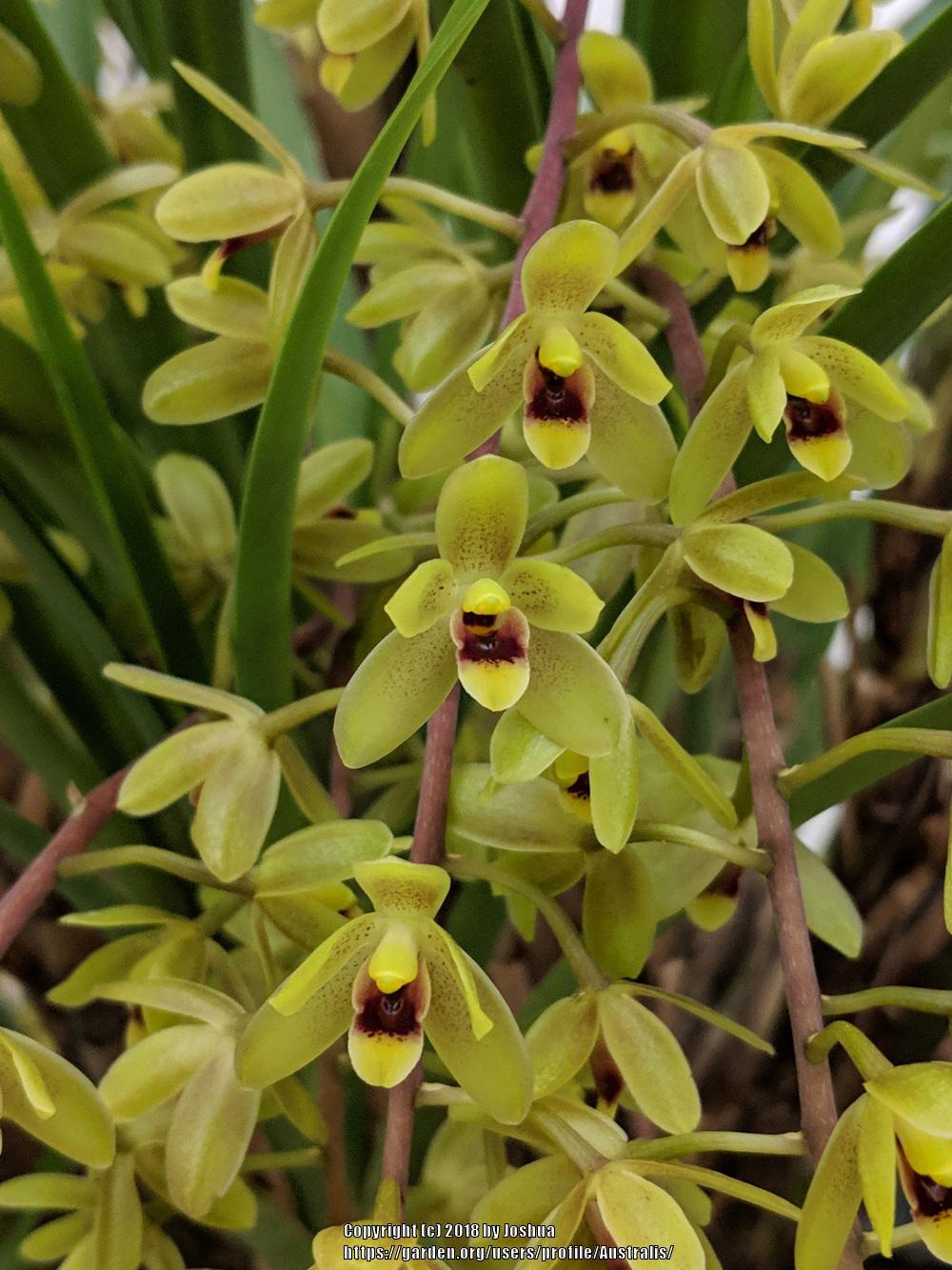 Snake Orchid (Cymbidium suave 'Saige') - Garden.org