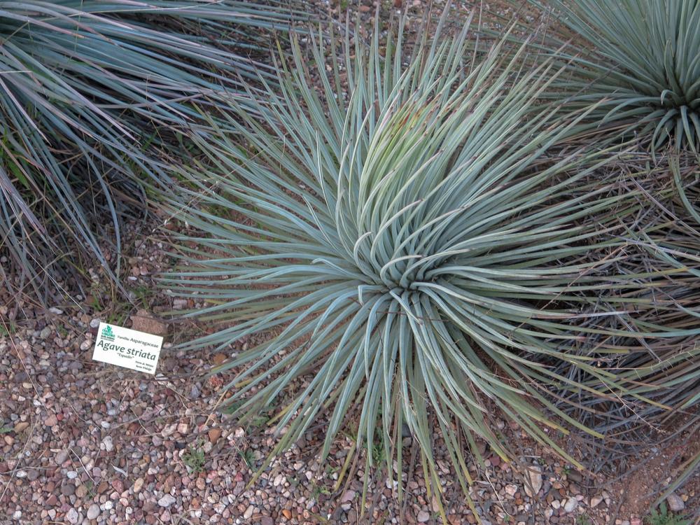 Photo of the entire plant of Espadin (Agave striata) posted by Baja ...
