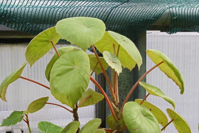 Fuzzy Leaf Begonia (Begonia peltata) in the Begonias Database - Garden.org