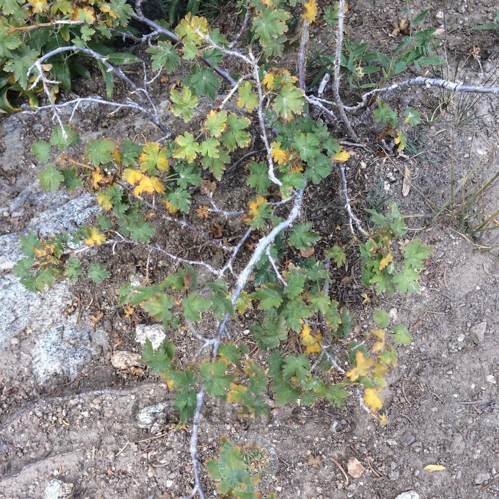 Mountain Gooseberry (Ribes montigenum) in the Currants and Gooseberries ...