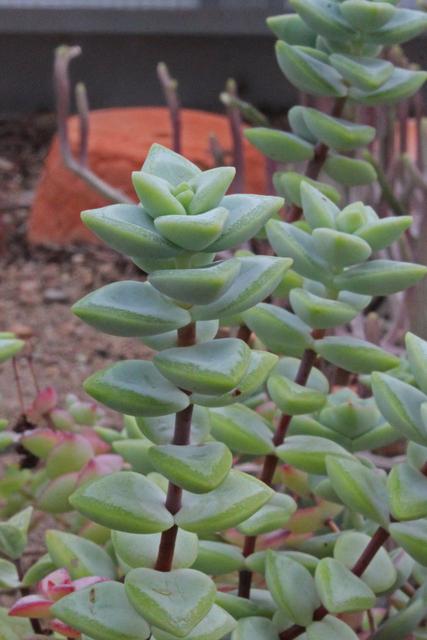 Crassulas: Plant Care and Collection of Varieties - Garden.org