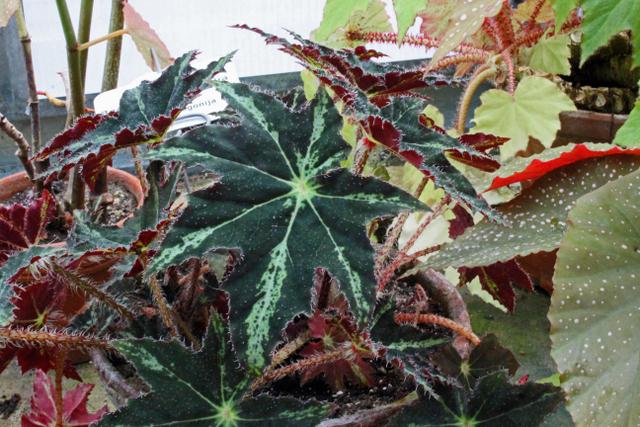 Star Begonia (Begonia heracleifolia 'Nigricans') in the Begonias ...