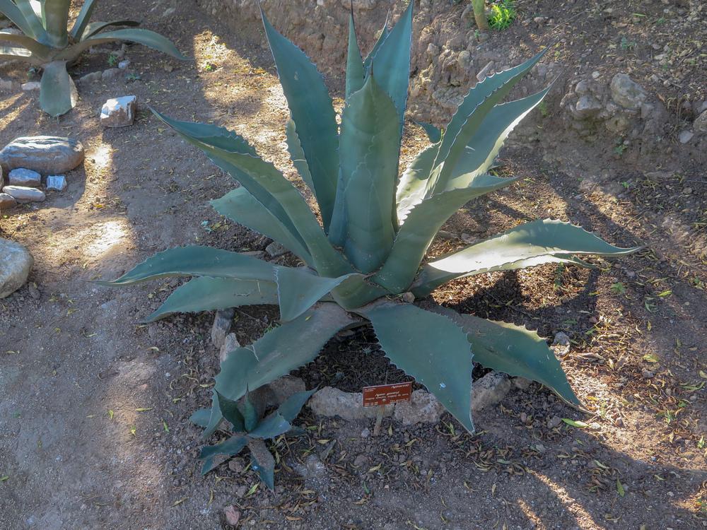 Gentry’s Agave (Agave gentryi) in the Agaves Database - Garden.org