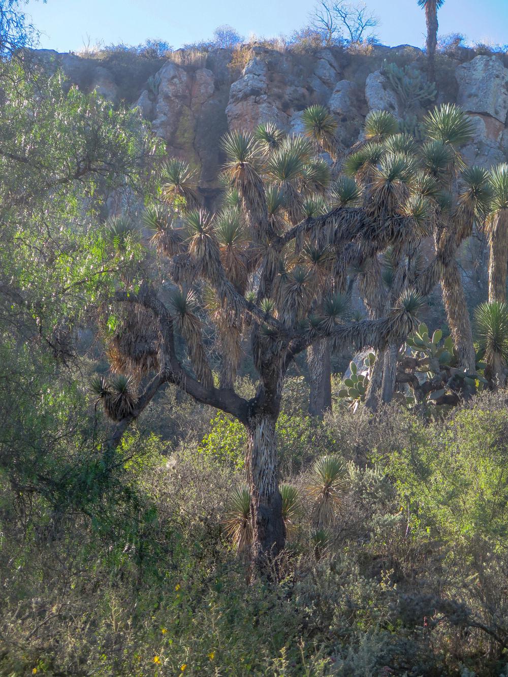 Tree Yucca (Yucca filifera) - Garden.org