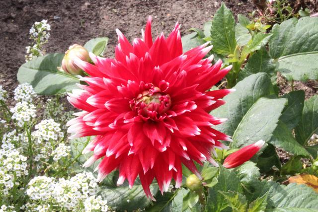 Dahlia 'Alauna Double Jeau' in the Dahlias Database - Garden.org