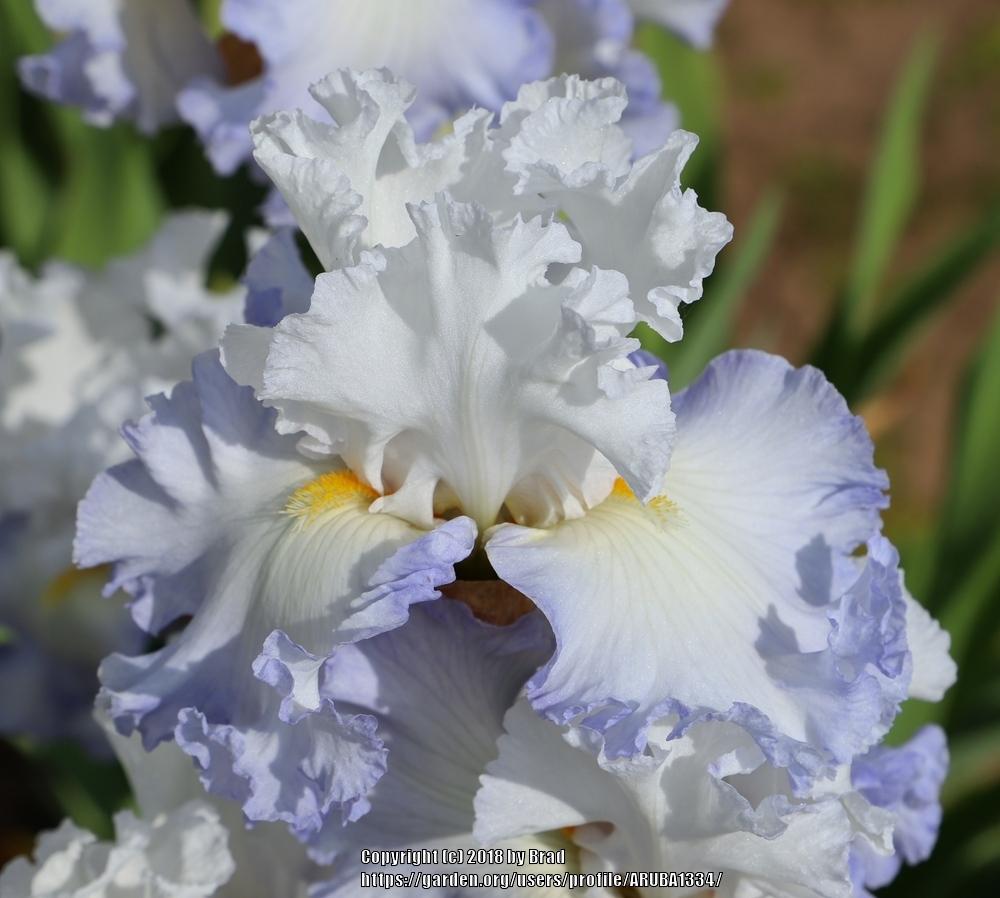 Photo of the bloom of Tall Bearded Iris (Iris 'Dancing on Ice') posted ...