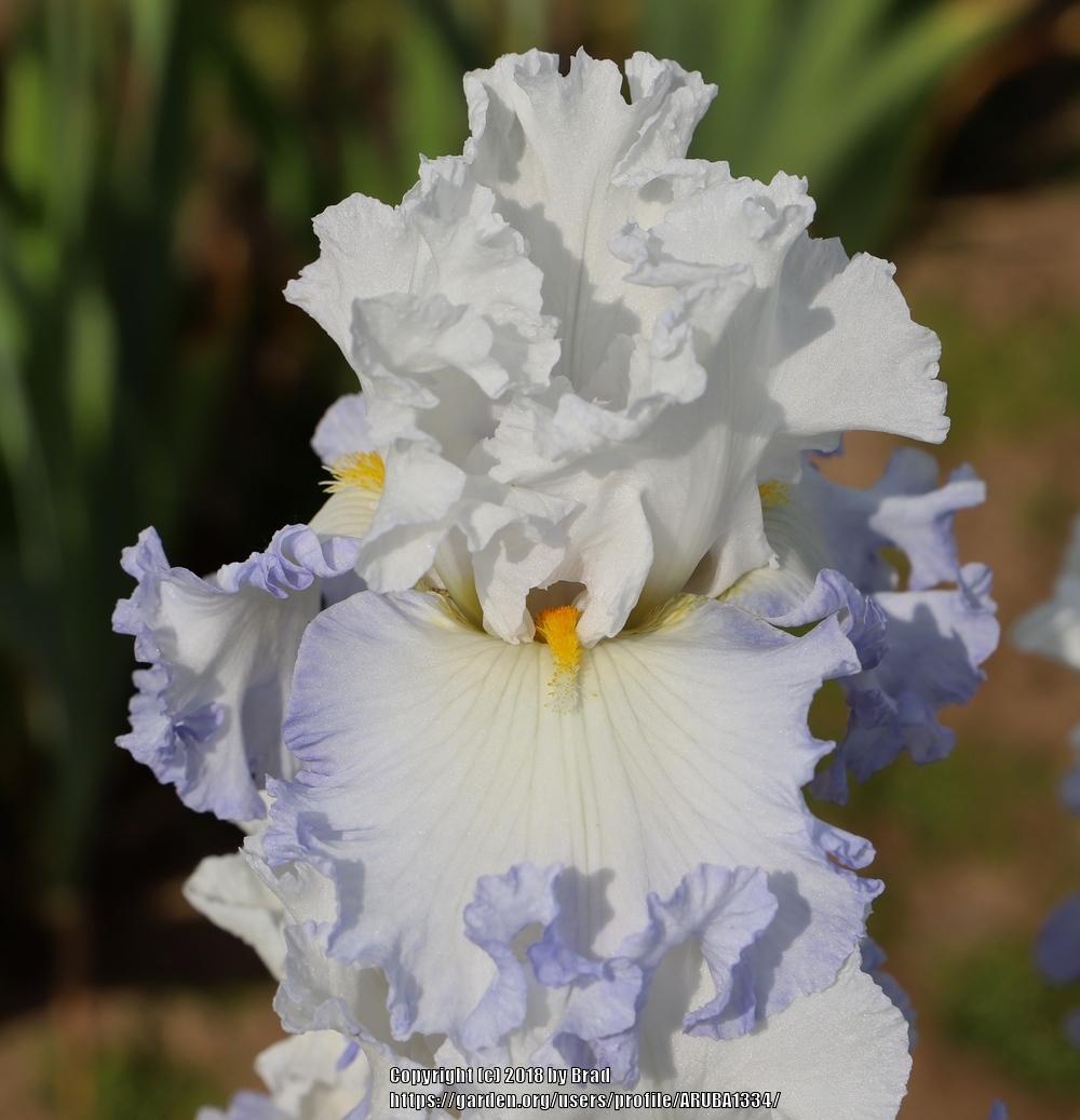 Tall Bearded Iris (Iris 'Dancing on Ice') in the Irises Database ...