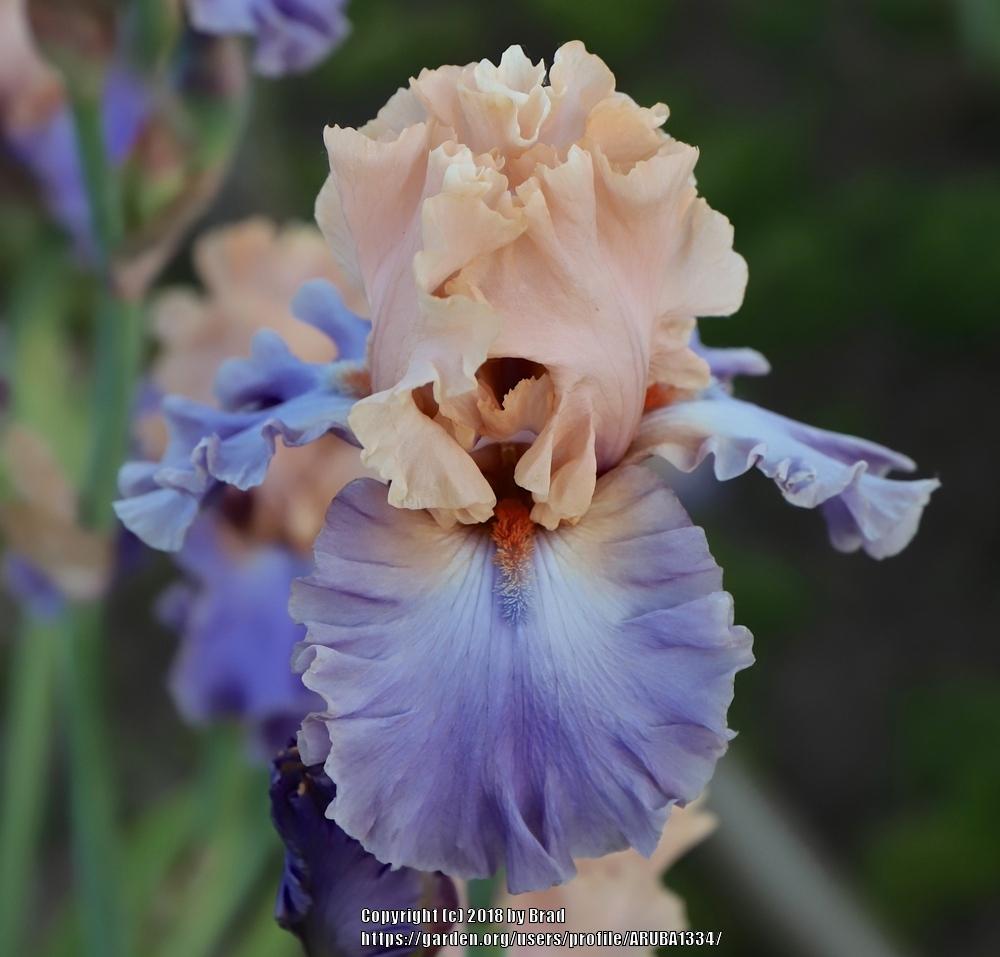 Photo of the bloom of Tall Bearded Iris (Iris 'Musical Chairs') posted ...