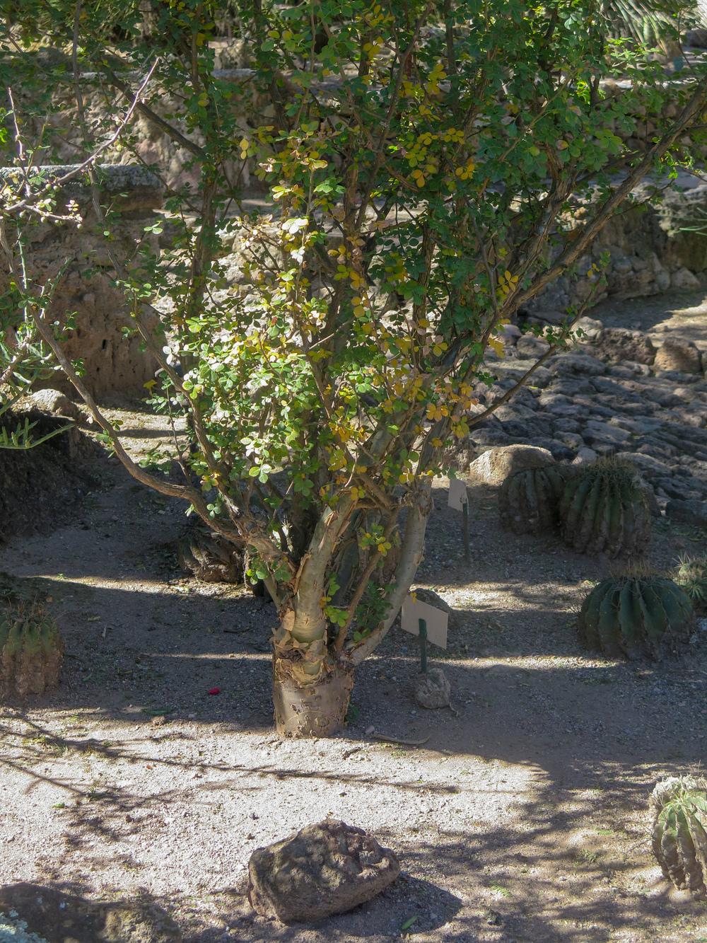Photo of the entire plant of Elephant Tree (Bursera fagaroides) posted ...