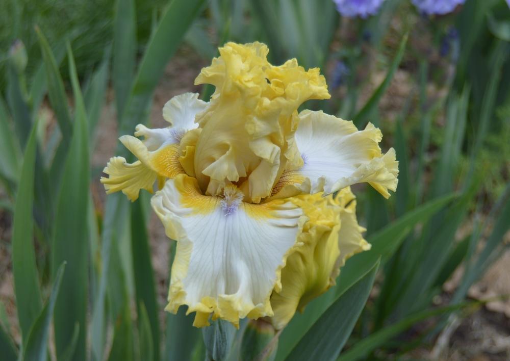 Tall Bearded Iris (Iris 'Bring Me Diamonds') in the Irises Database ...