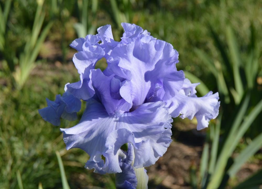 Tall Bearded Iris (Iris 'Blue Hour') in the Irises Database - Garden.org