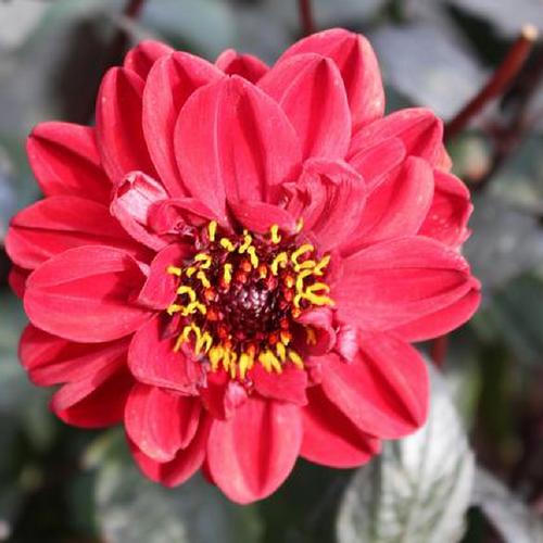 Miniature Dahlia (Dahlia 'Chic en Rouge') in the Dahlias Database ...
