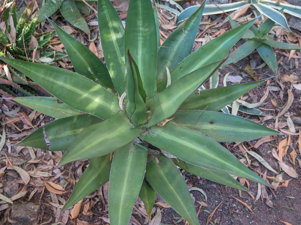 Triangle Agave (Agave triangularis) in the Agaves Database - Garden.org