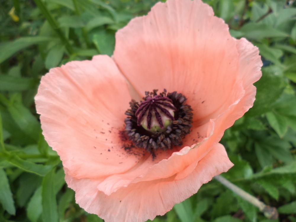 Oriental Poppy (hybrid?) in the Perennials forum - Garden.org