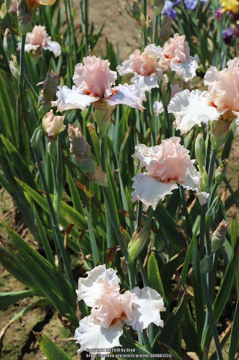 Photo of the bloom of Tall Bearded Iris (Iris 'She's Lovely') posted by ...
