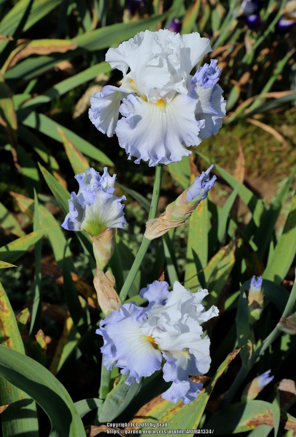 Photo of the bloom of Tall Bearded Iris (Iris 'Dancing on Ice') posted ...