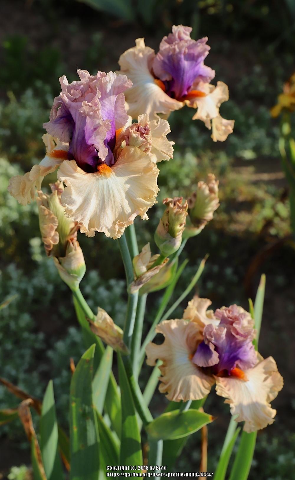 Photo of the bloom of Tall Bearded Iris (Iris 'Power Struggle') posted ...
