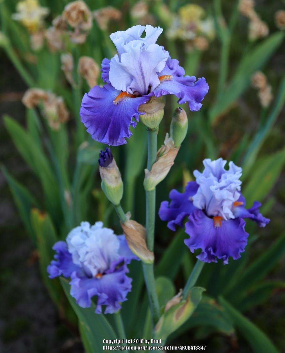 Photo of the bloom of Tall Bearded Iris (Iris 'Rainbow Road') posted by ...