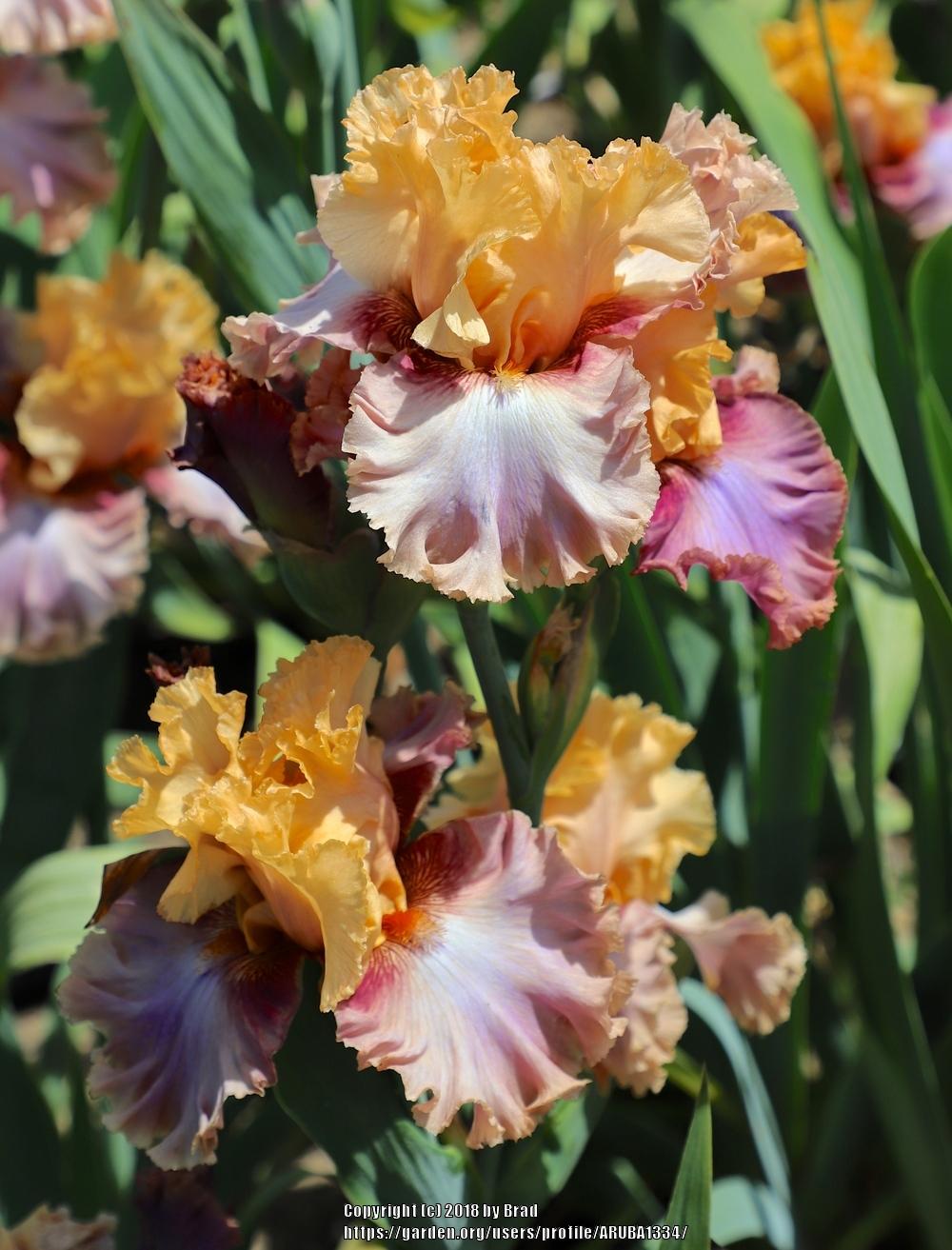 Photo of the bloom of Tall Bearded Iris (Iris 'Tropical Treasure ...