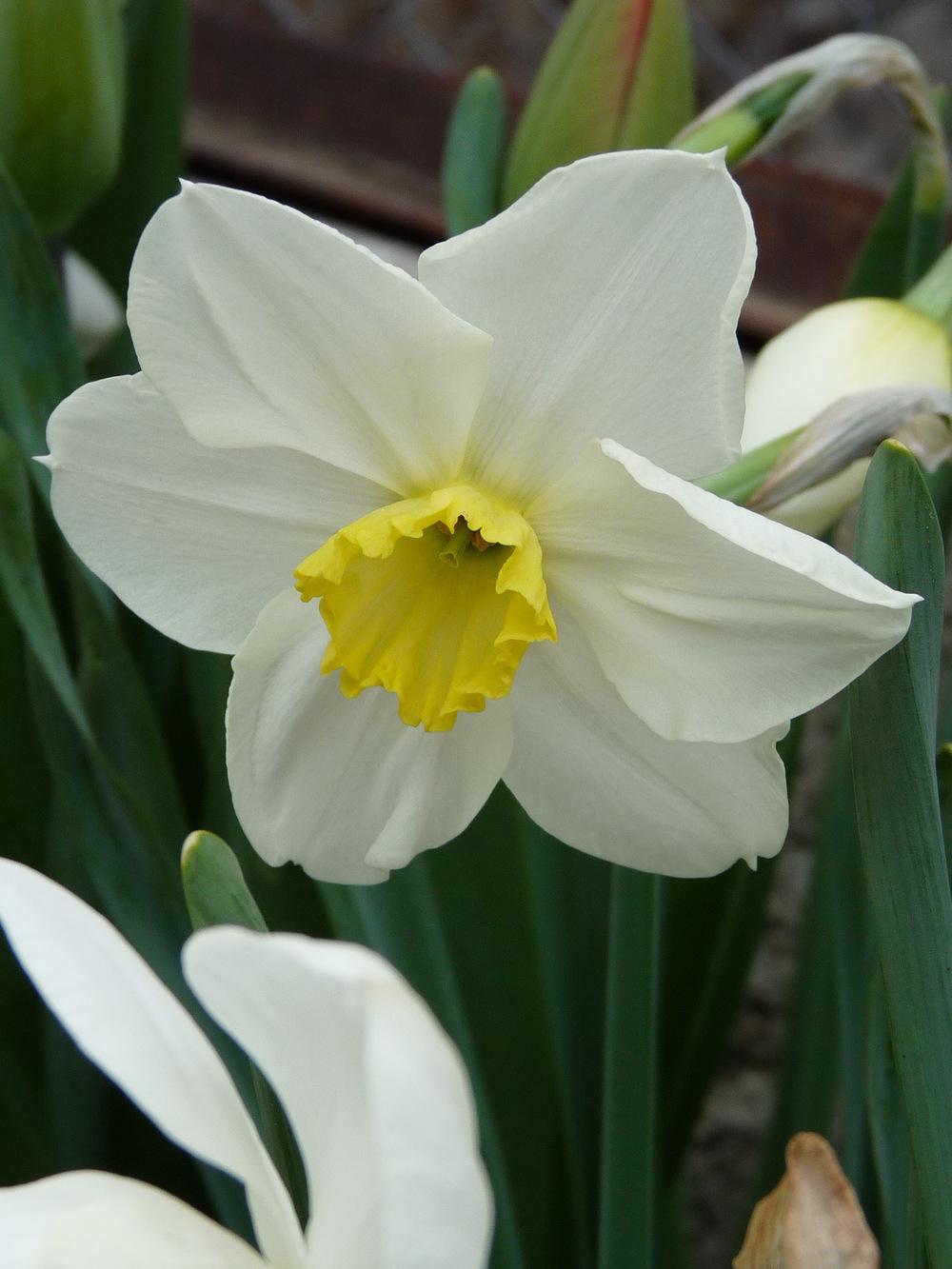 Small Cupped Daffodil (Narcissus 'Queen of the North') in the Daffodils ...