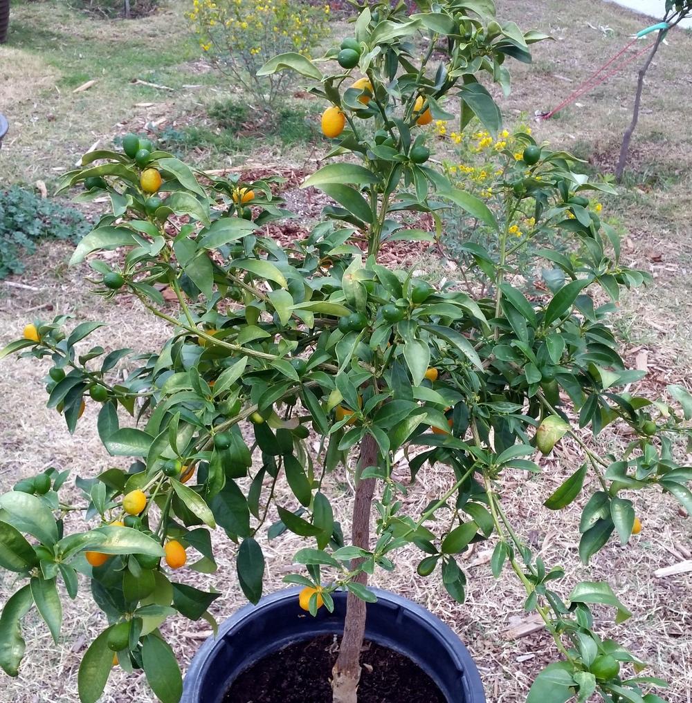Citrus Fruits: Plant Care and Collection of Varieties - Garden.org